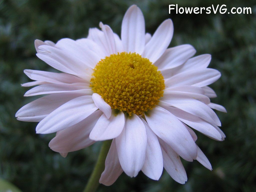 daisy flower picture cflowers0499.jpg