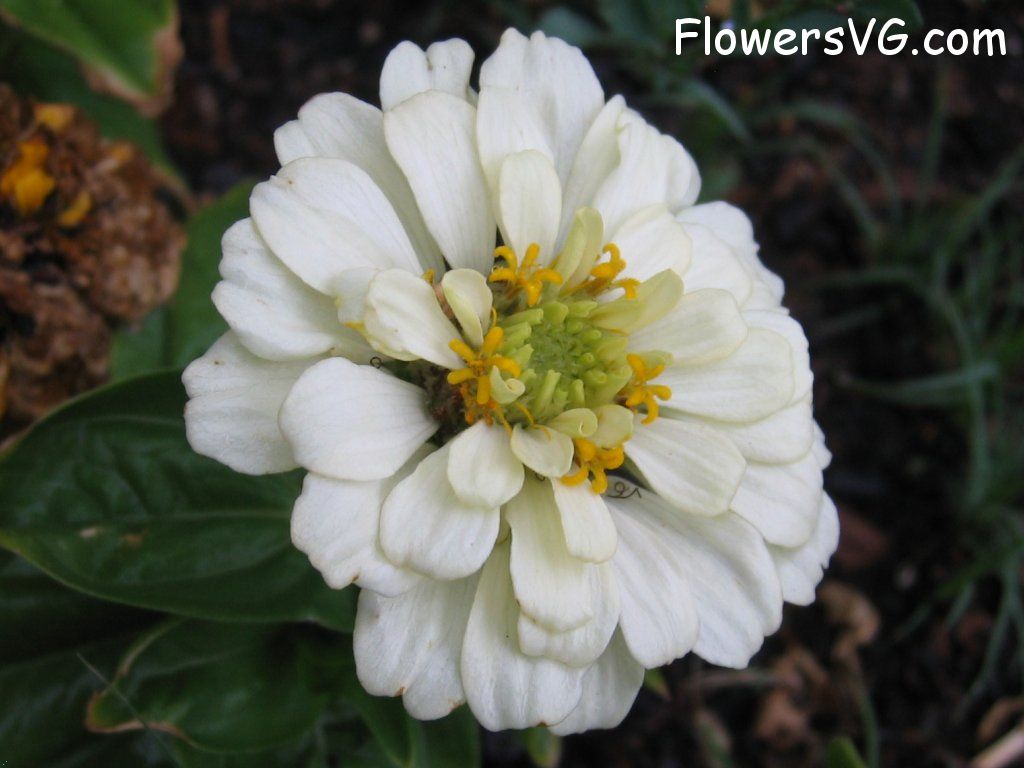 flowers picture cflowers3441.jpg