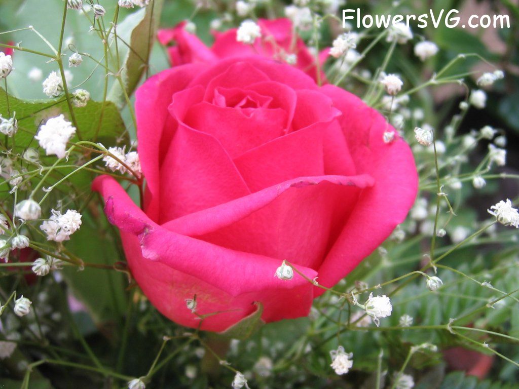 rose picture - cflowers3654.jpg