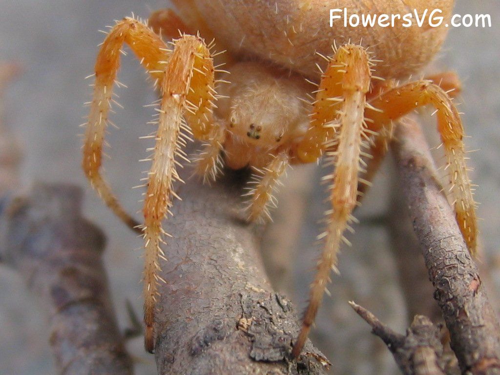 spider picture cflowers5931.jpg