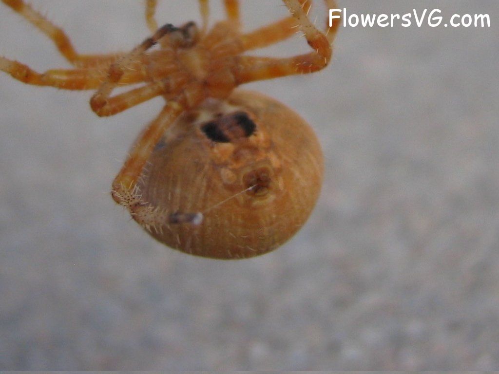 spider picture cflowers5938.jpg